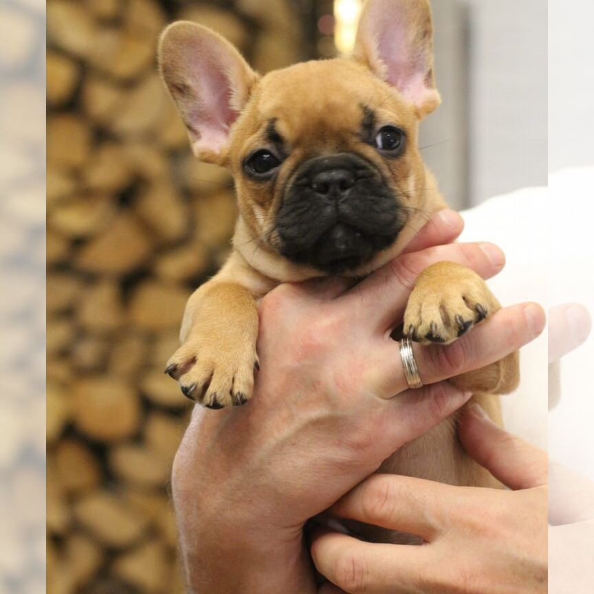 Французский бульдог, щенок