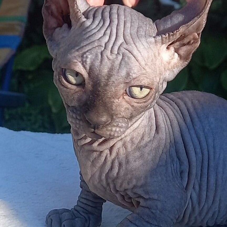 Сфинкс двэльф