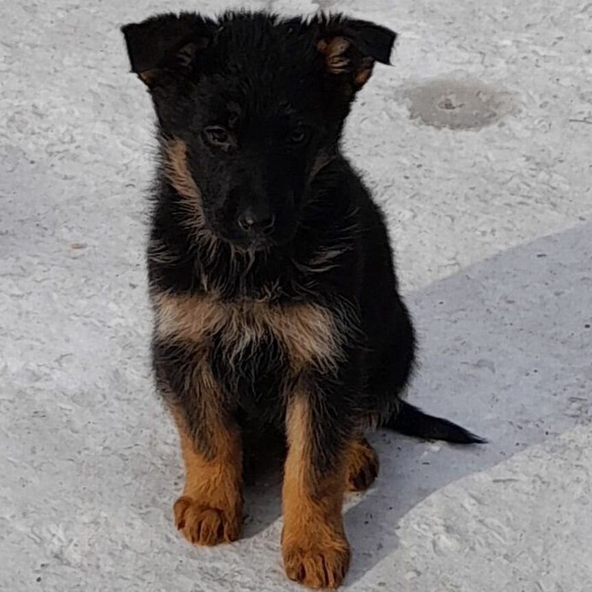 Немецкая овчарка, щенок