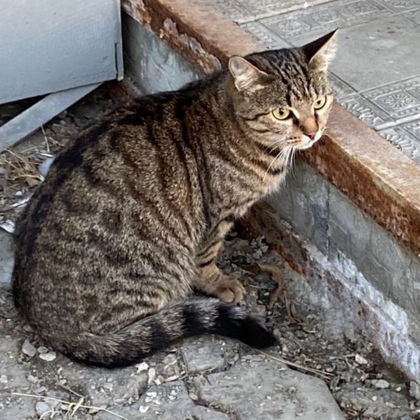 Кошка ищет дом