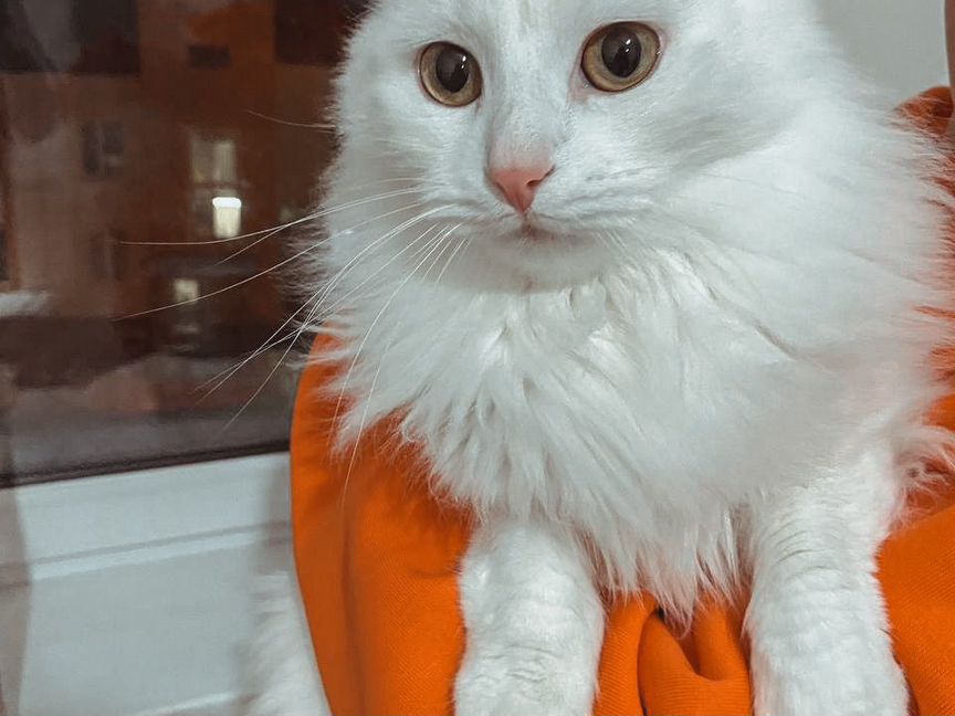 Кот турецкая ангора