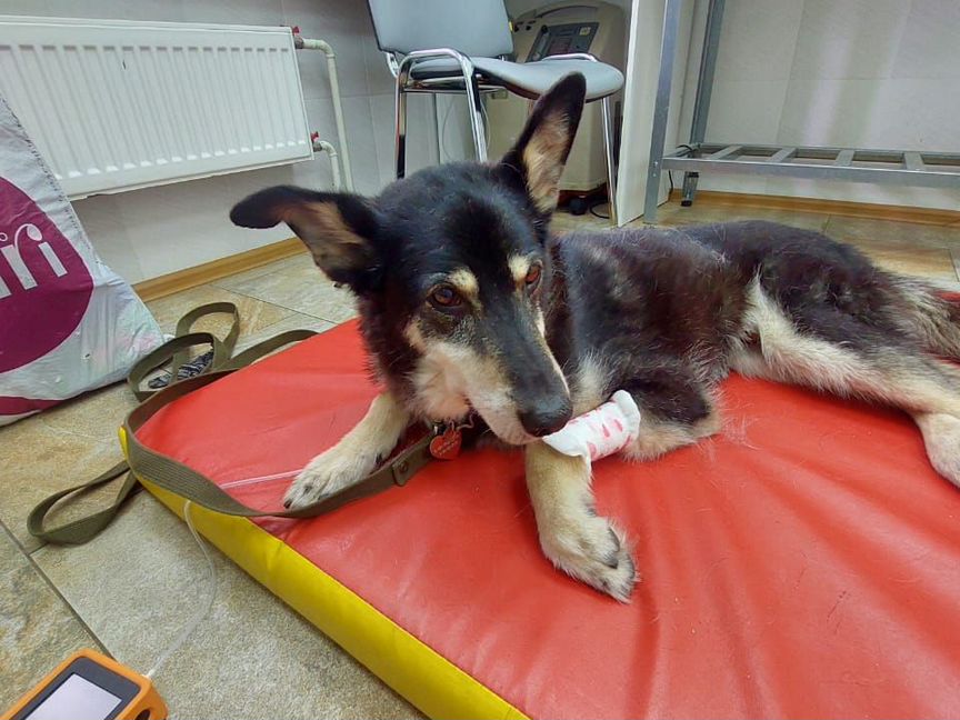 Пожилой пес пропадает в приюте