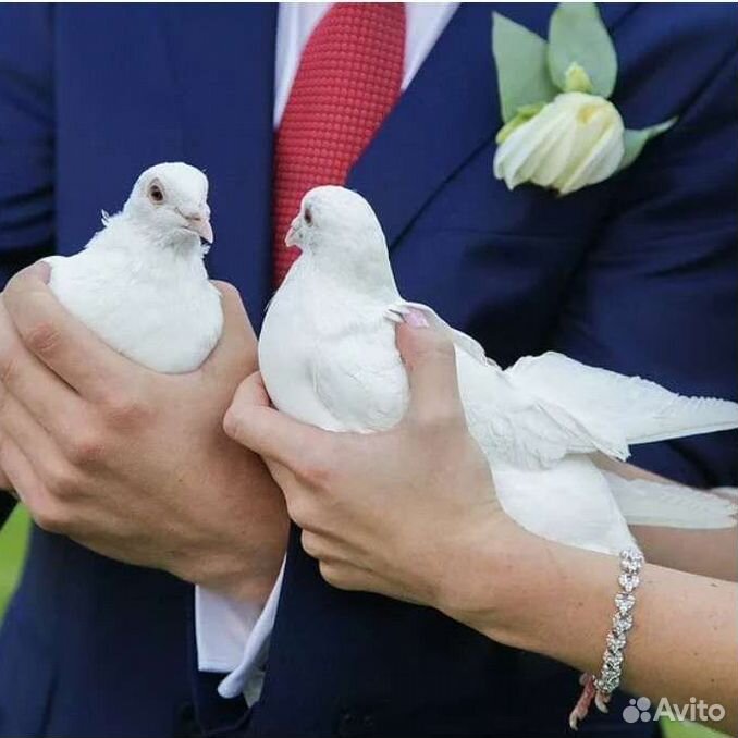 Белые голуби для свадьбы