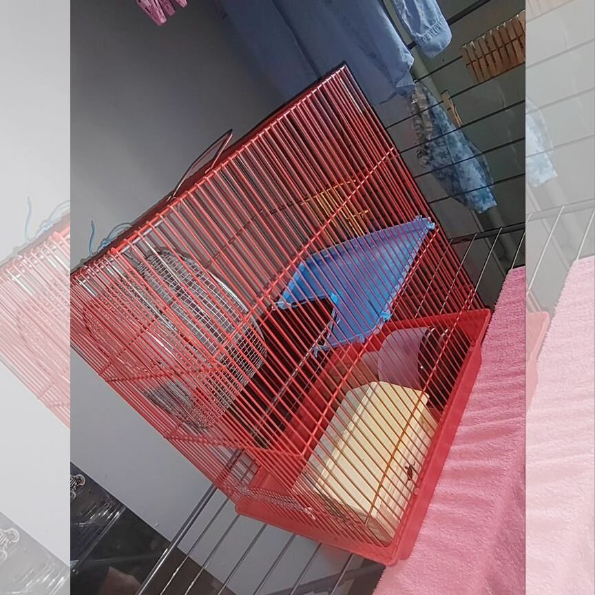 Клетка для грызунов бу