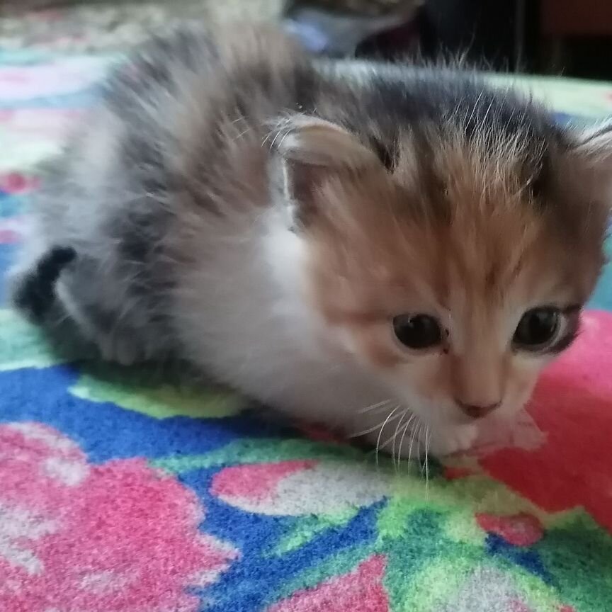 Котёнок