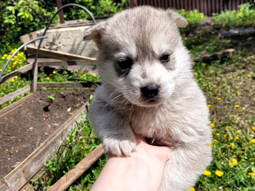 Щенки помесь хаски