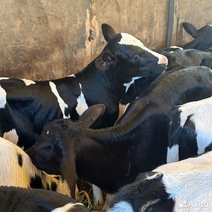 Телята мясной породы бычки