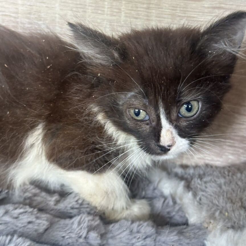 Котёнок в добрые руки