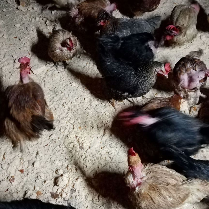 Куры голошейки