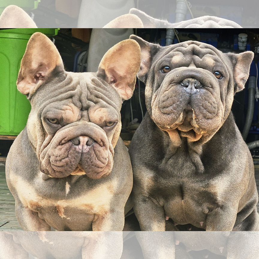 Французский бульдог, щенок