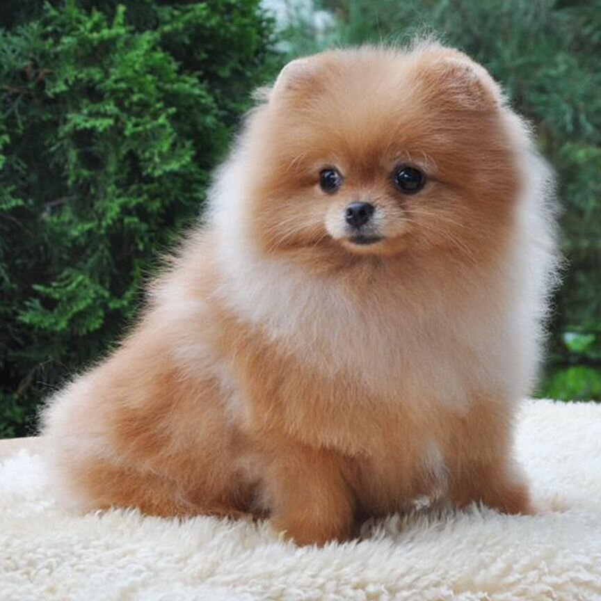 Померанский шпиц, щенок