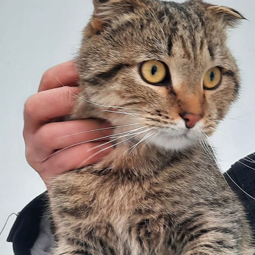 Вислоухий котик