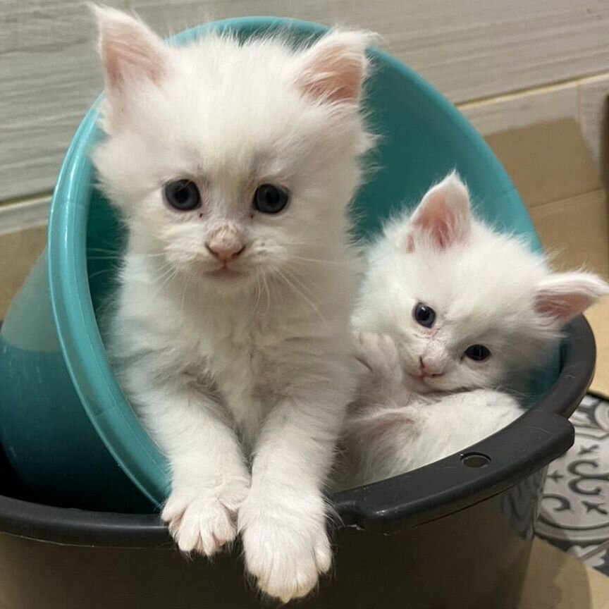 Котята мейн-кун белые