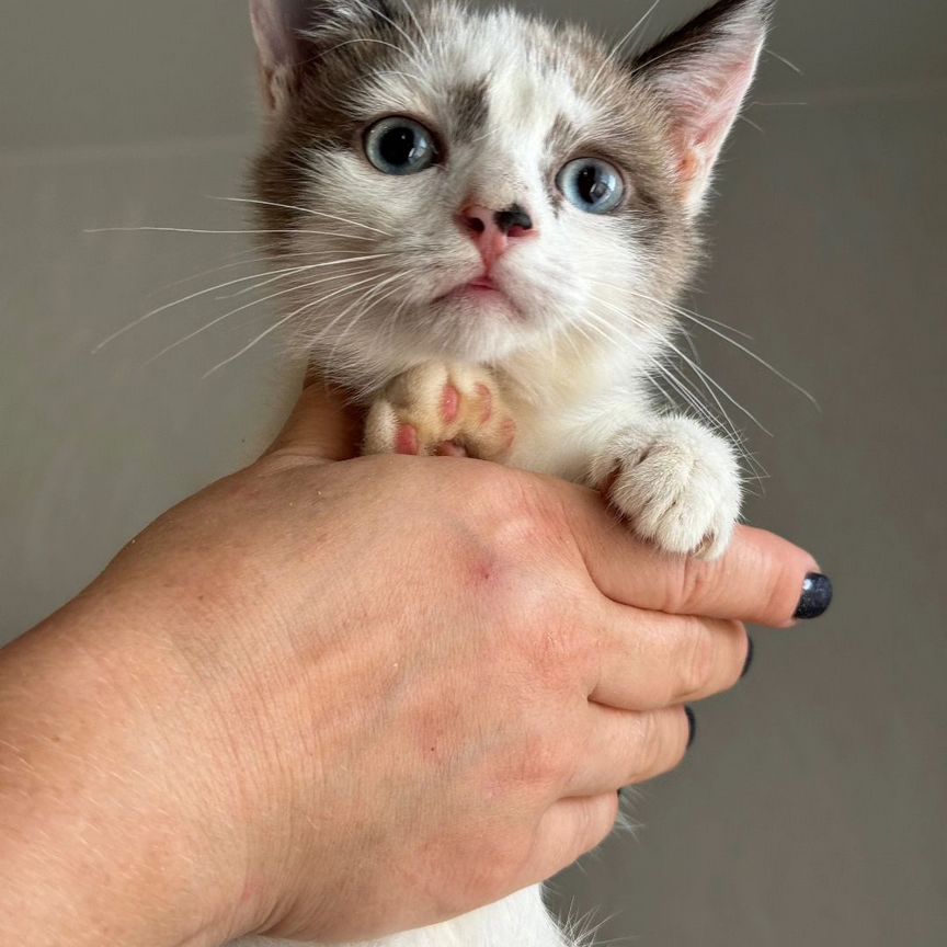 Кошечка с голубыми глазами