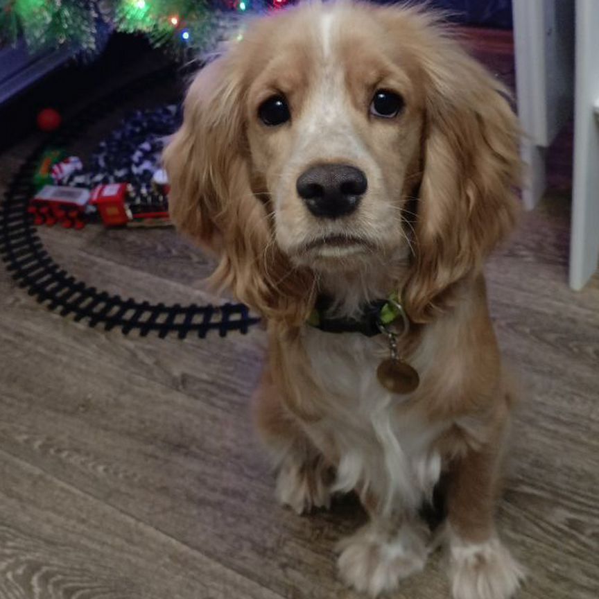 Английский кокер-спаниель, щенок