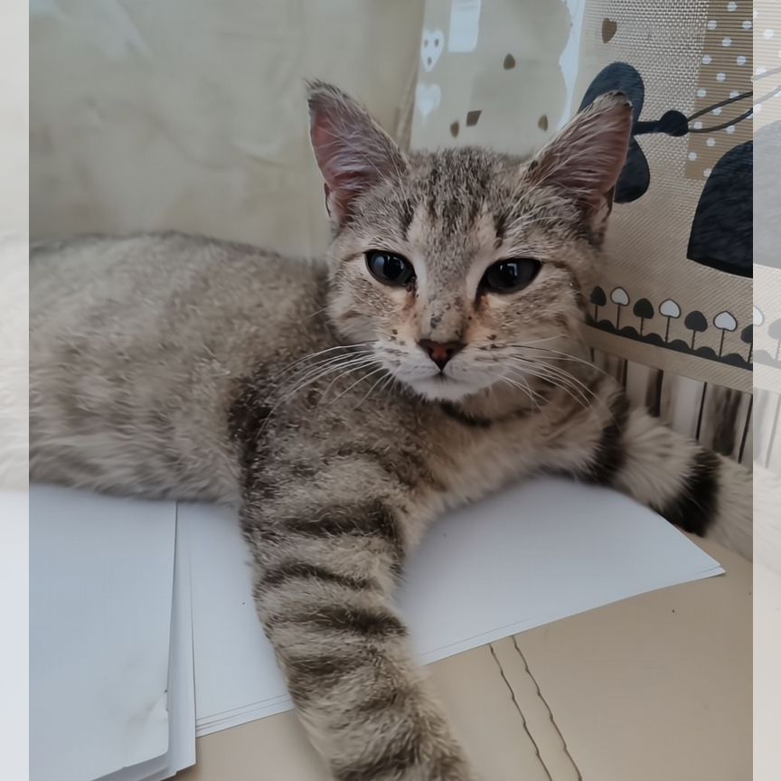 Котёнок в добрые руки