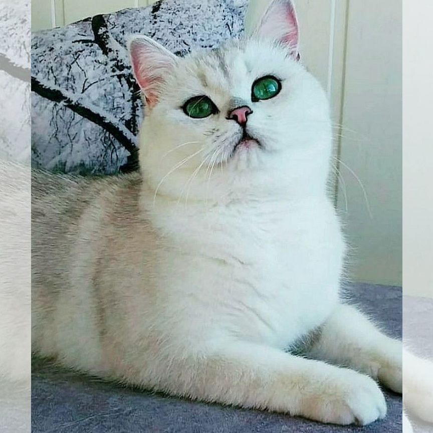 Британская короткошёрстная, взрослая кошка