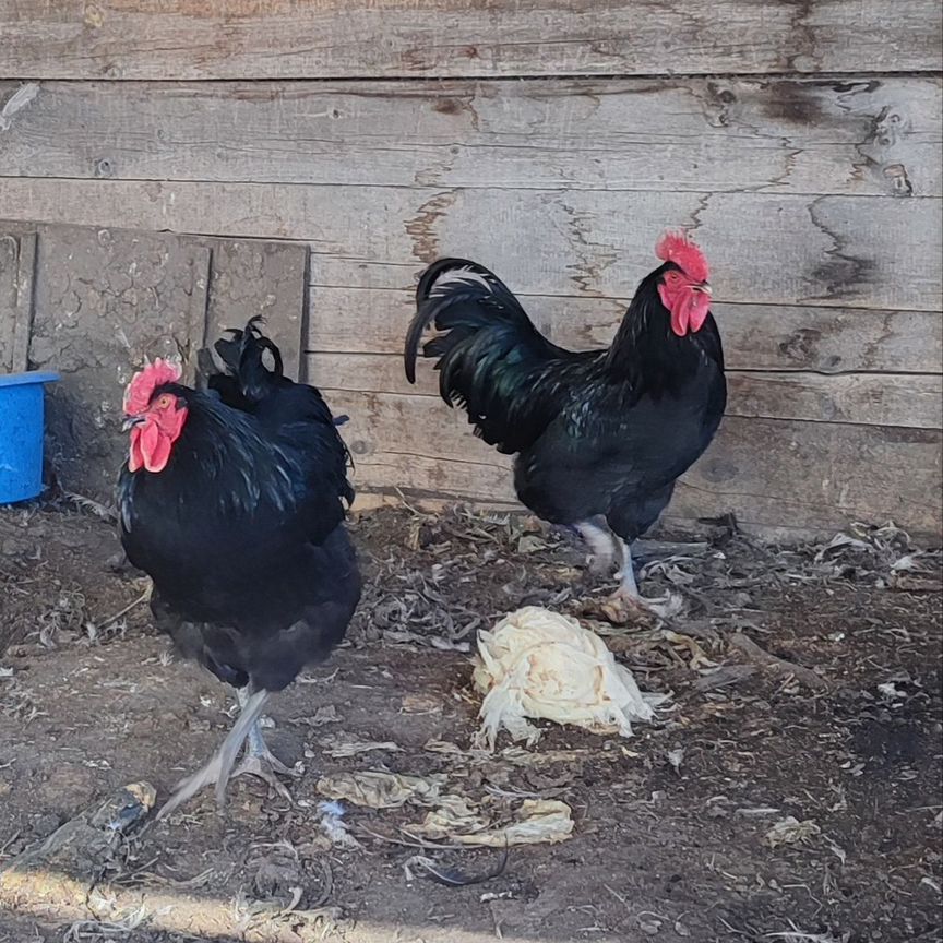 Молодые петухи