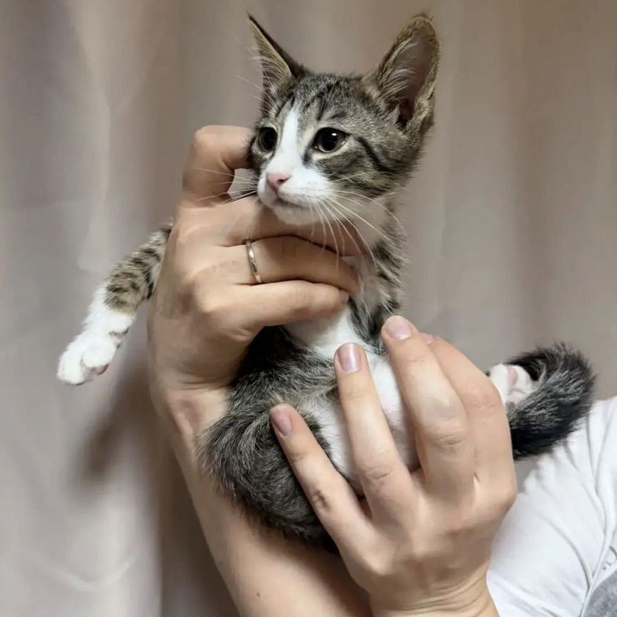 Котёнок в добрые руки