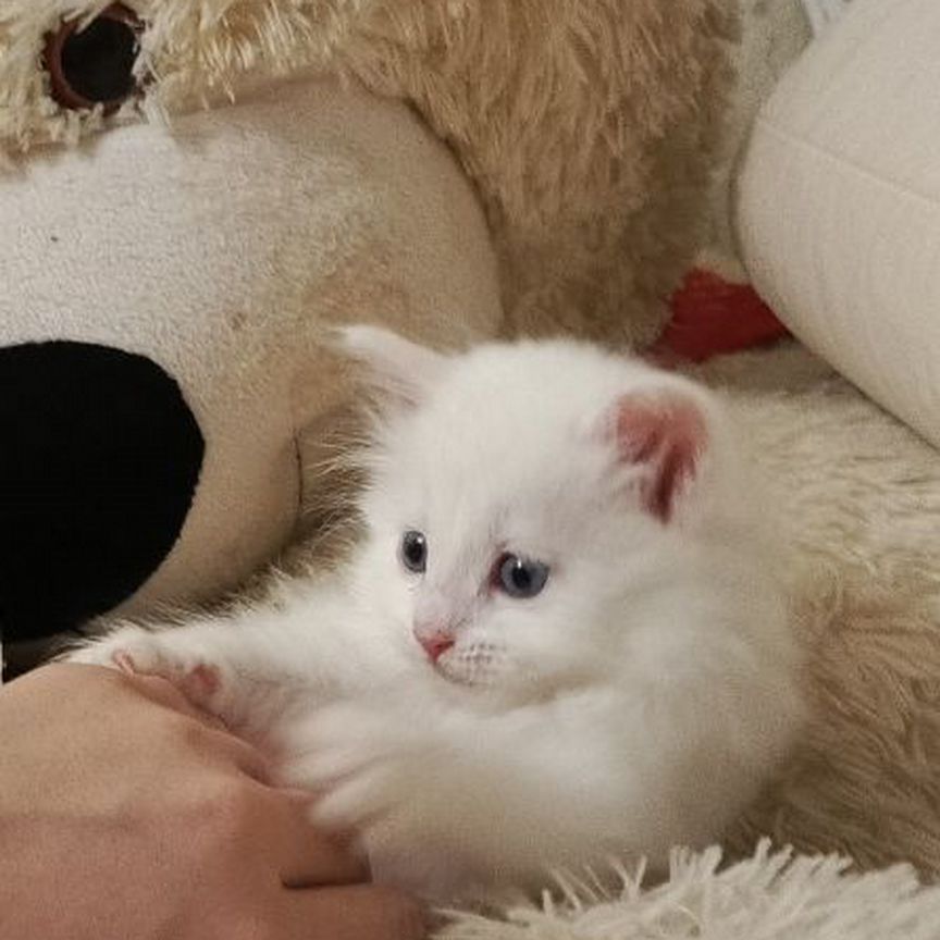 Шикарный белый пушистый котенок