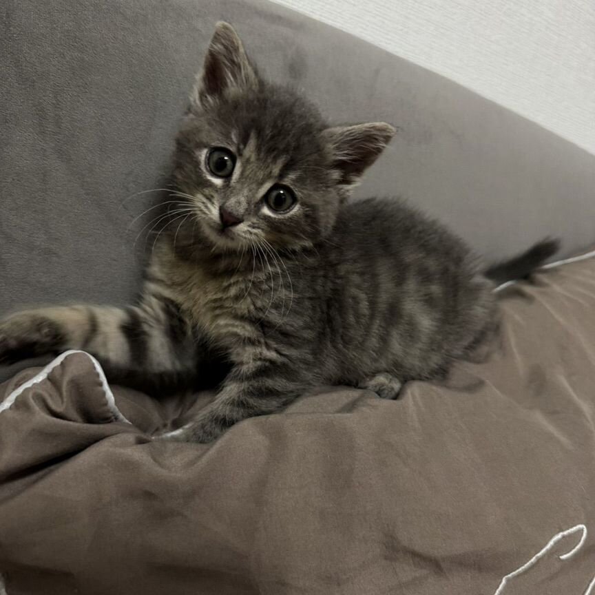 Котенок
