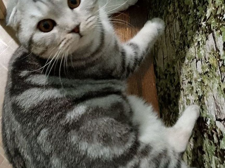 Вислоухий кот на вязку