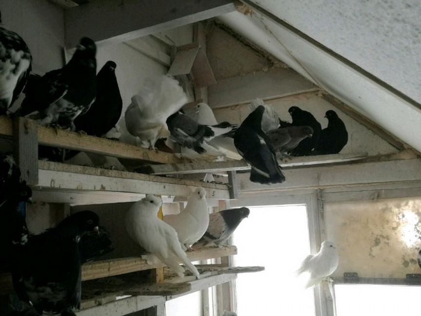 Голуби статные