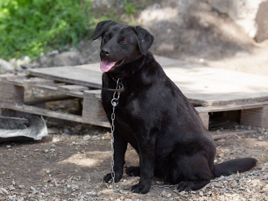 Собака в добрые руки