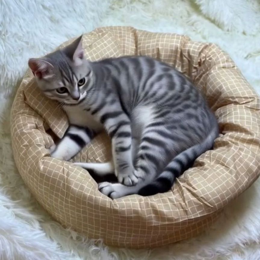 Лежанка для кошек. Новая