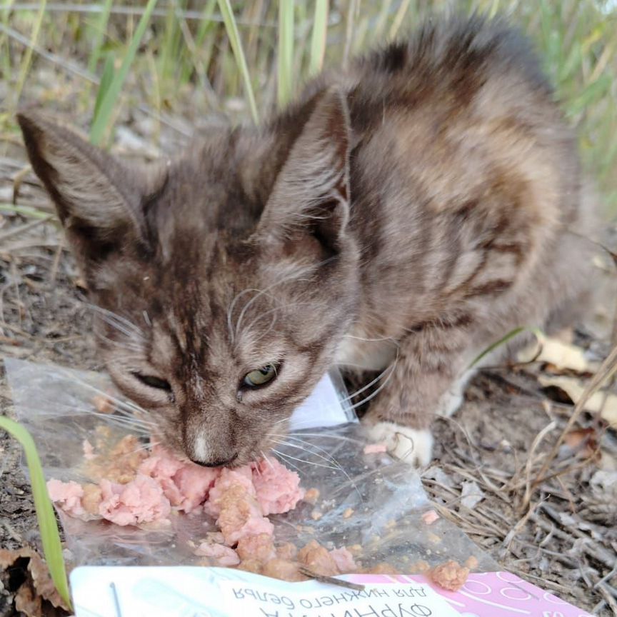 Котики бесплатно в добрые руки