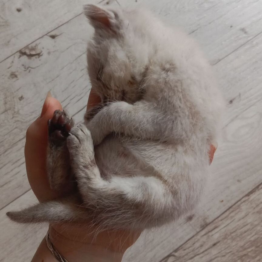 Пристрою котенка в добрые руки и любящую семью