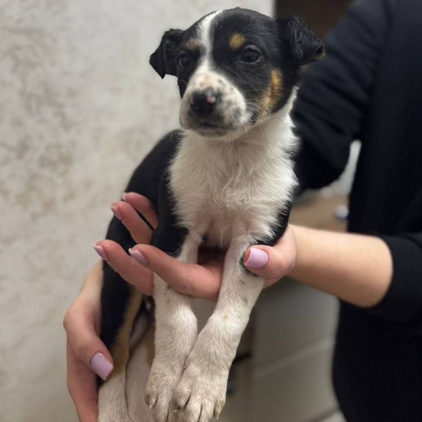 Щенок в добрые руки