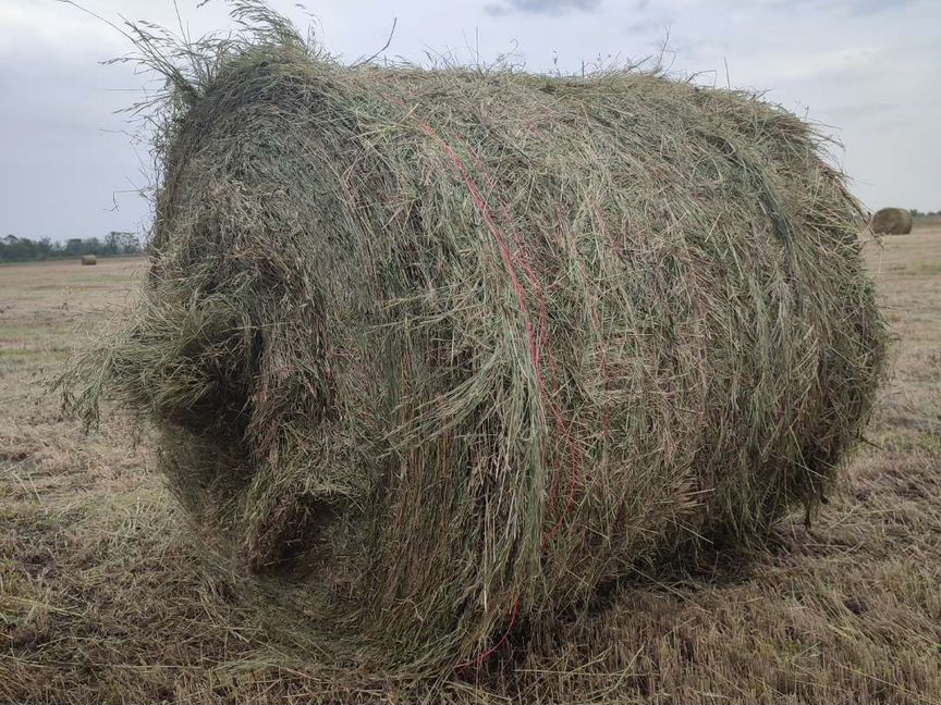 Сено в рулонах укос 2023