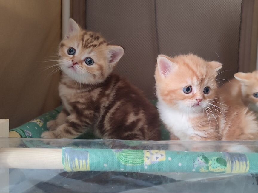 Шотландские малыши