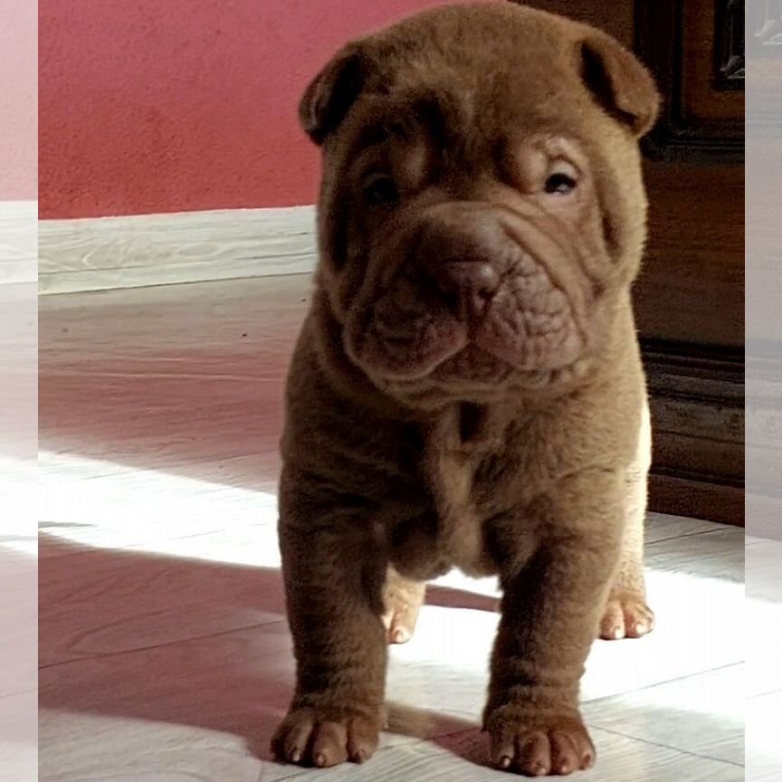 Шарпей, щенок