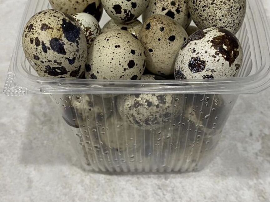 Яйца перепелиные инкубационные