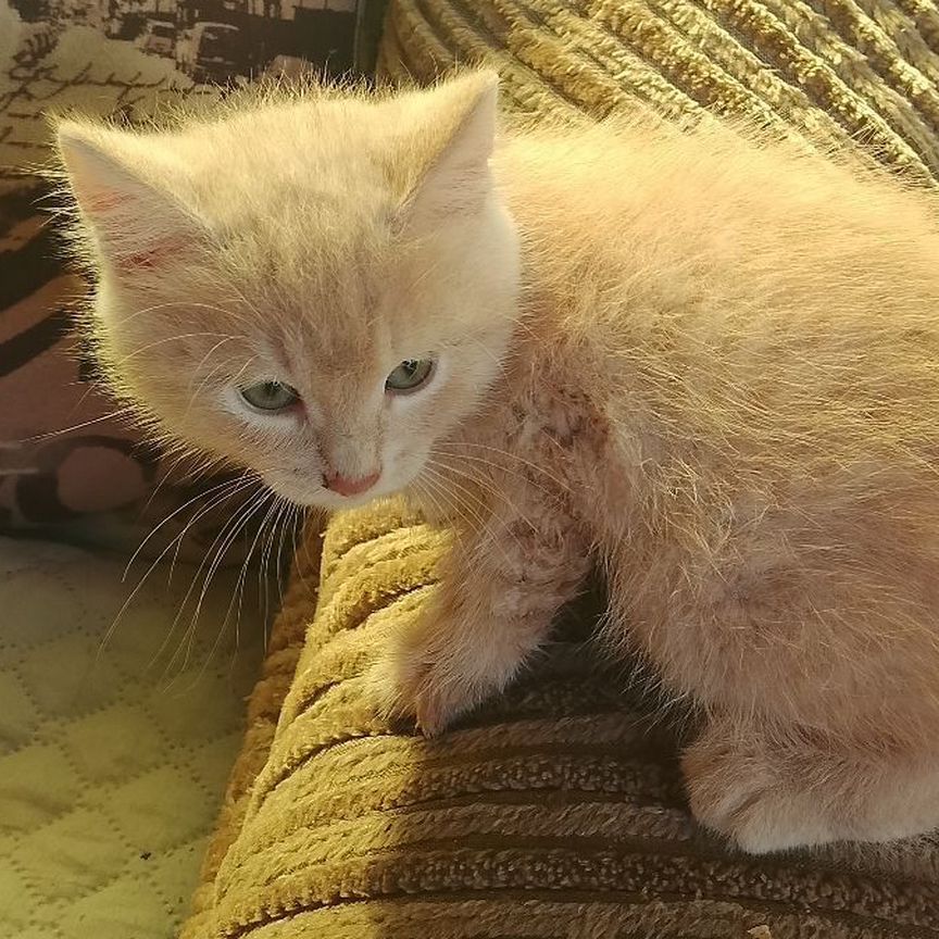 Котёнок от частного владельца