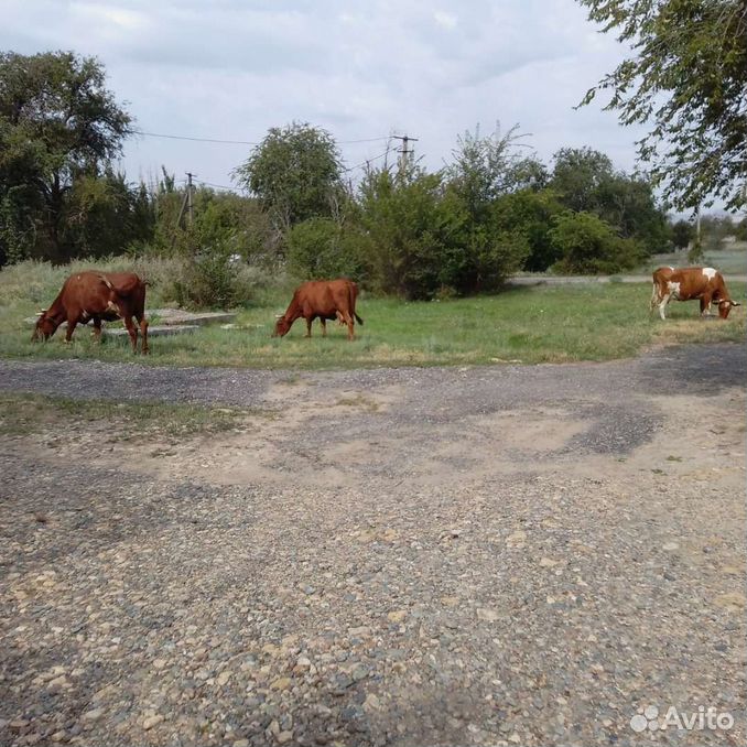 Продаются коровы