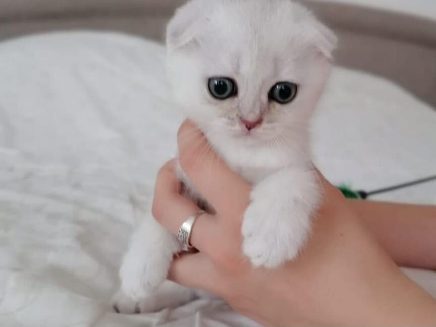 Шотландские котята