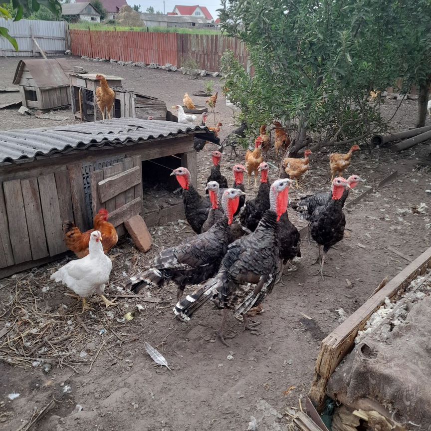 Семья индюков