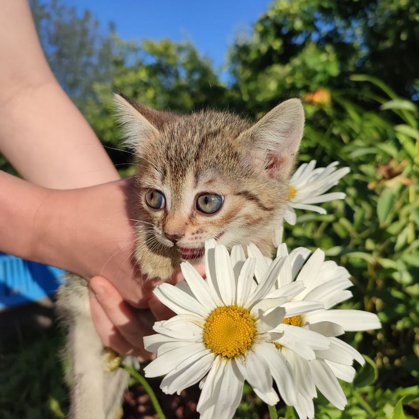 Котенок