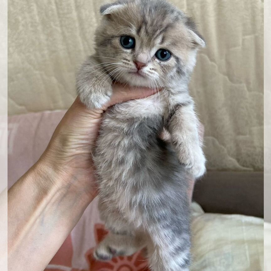 Котята,вислоухоя шатланка,британец,золотая шиншила