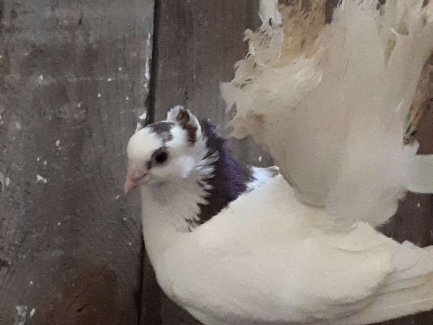 Продажа бакинских голубей