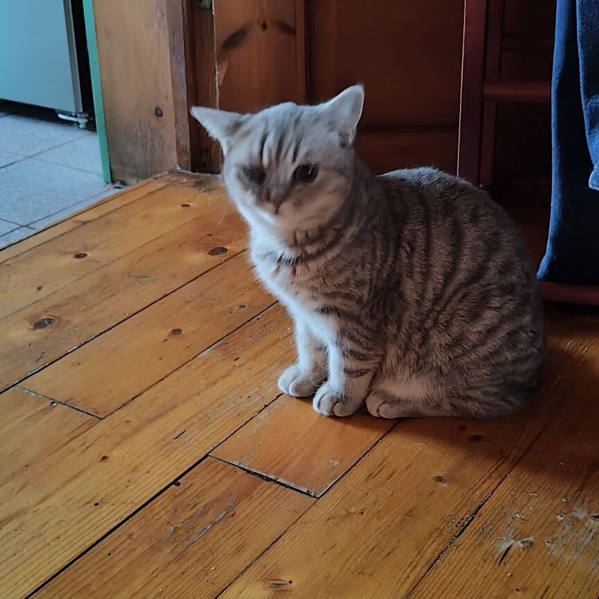 Отдам кошку
