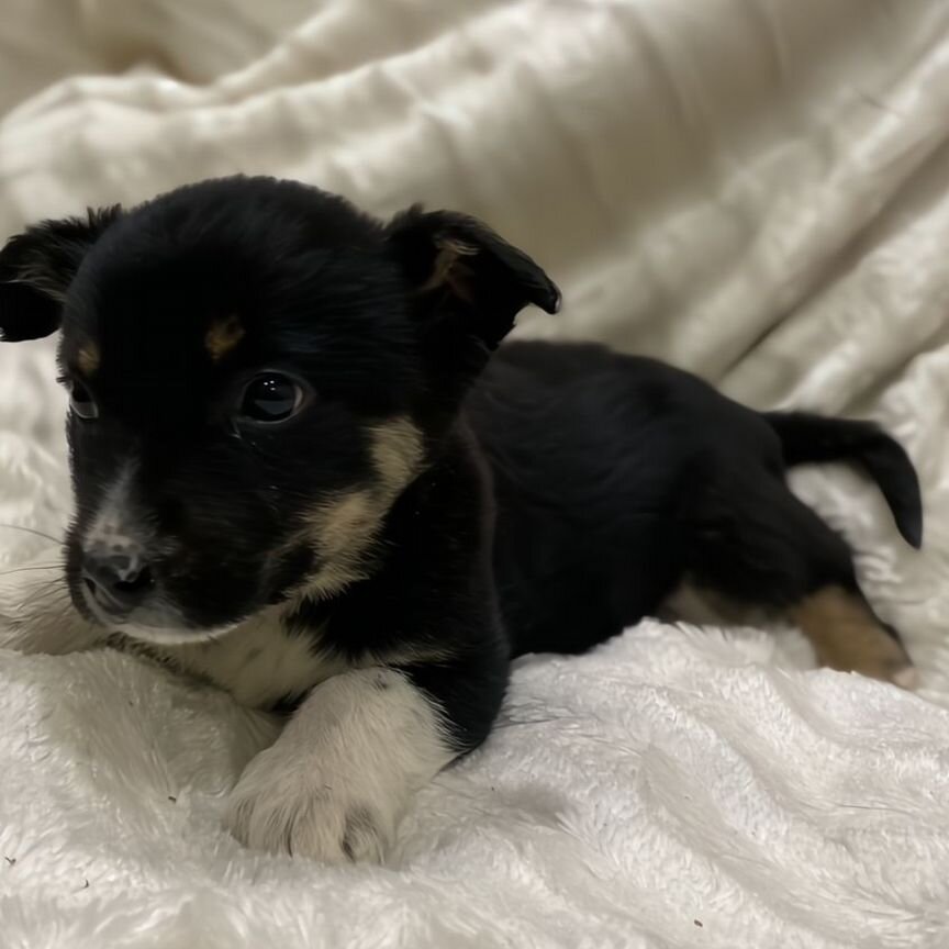 Щенок в добрые руки