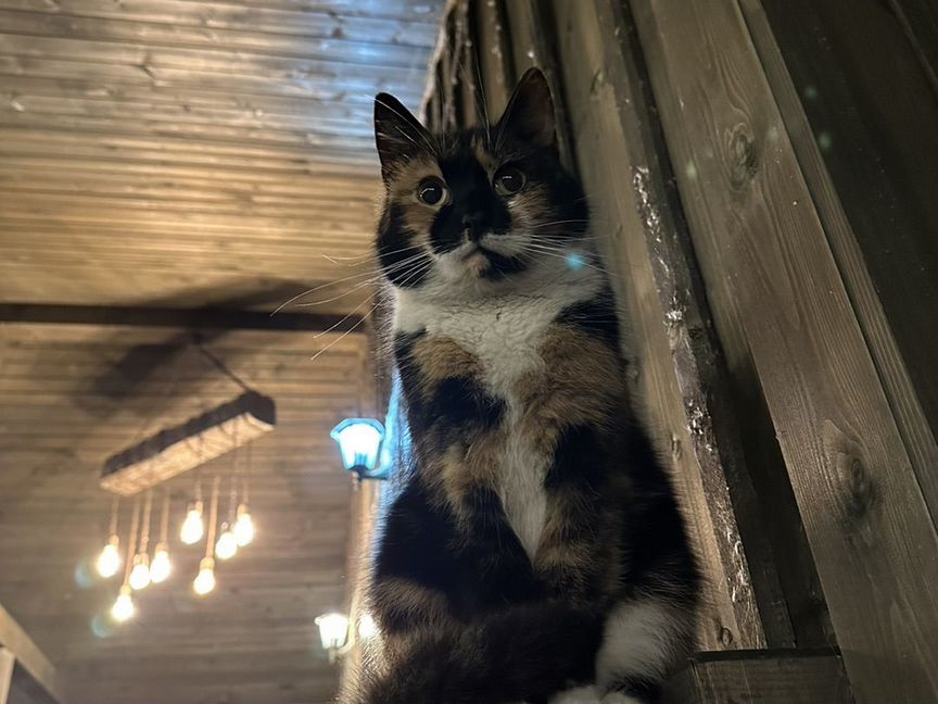 Кошка кругляшка в добрые руки