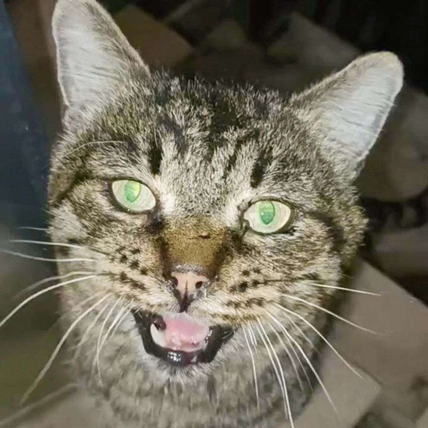 Котика выкинули в переноске
