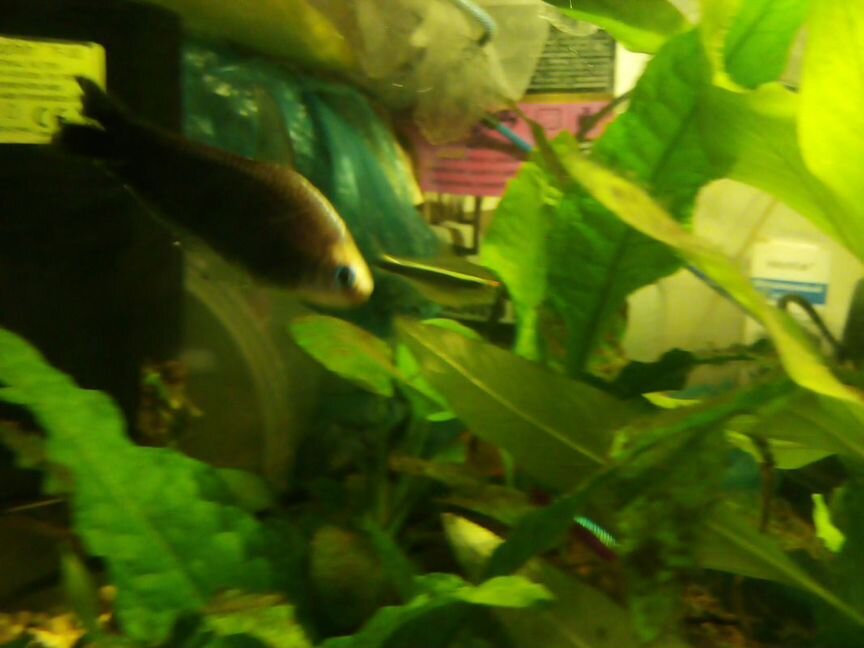 Тетра королевская