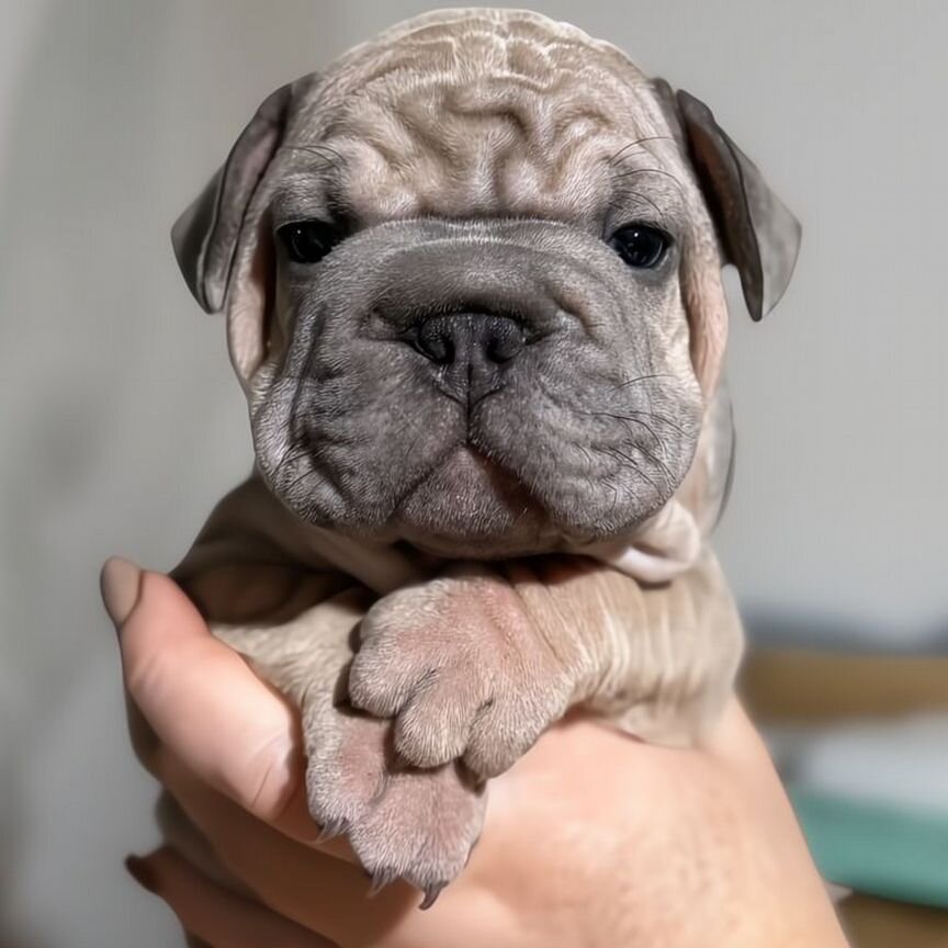 Французский бульдог, щенок