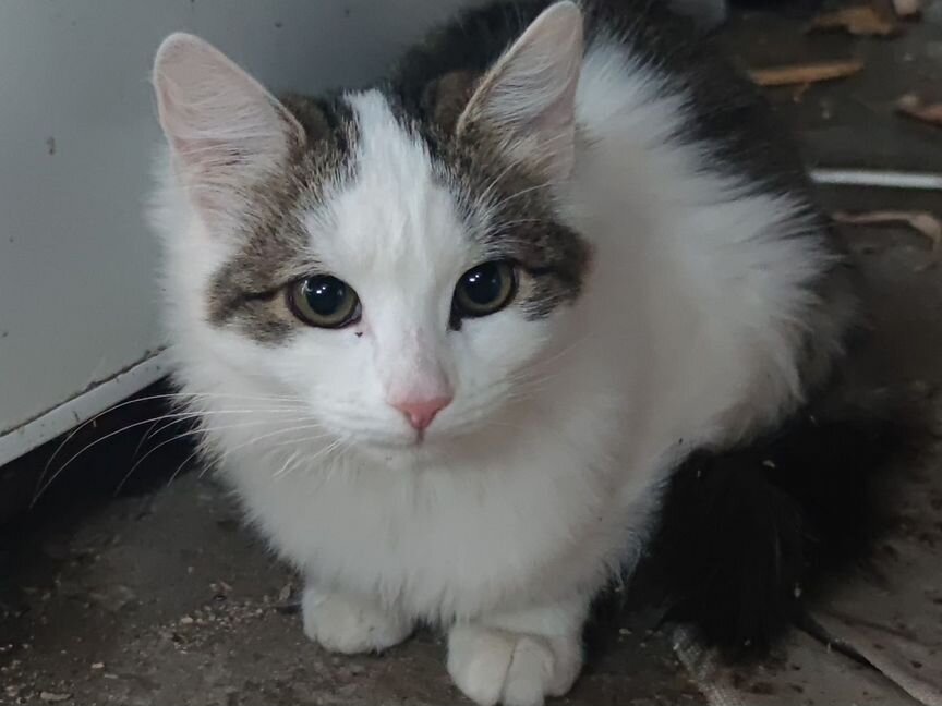 Котята, которые принесут вам счастье